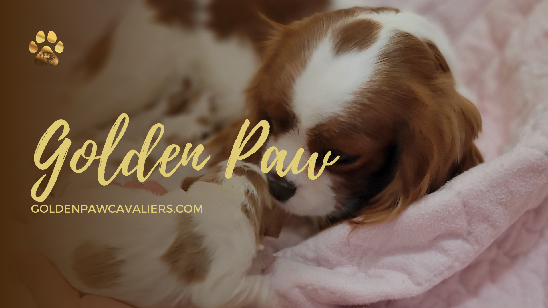 Golden Paw Cavalier King Charles Spaniels - Golden Paw Cavaliers