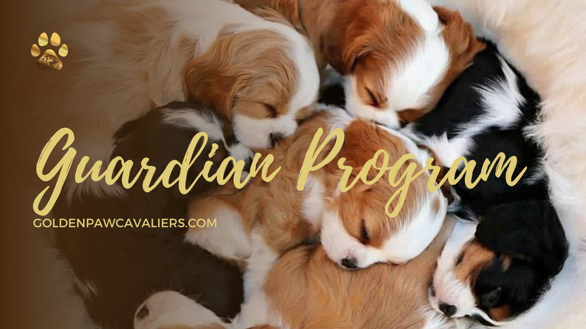 Guardian Homes - Golden Paw Cavaliers