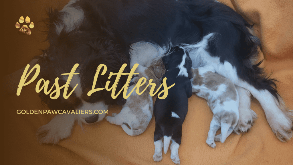 Past Litters - Golden Paw Cavaliers
